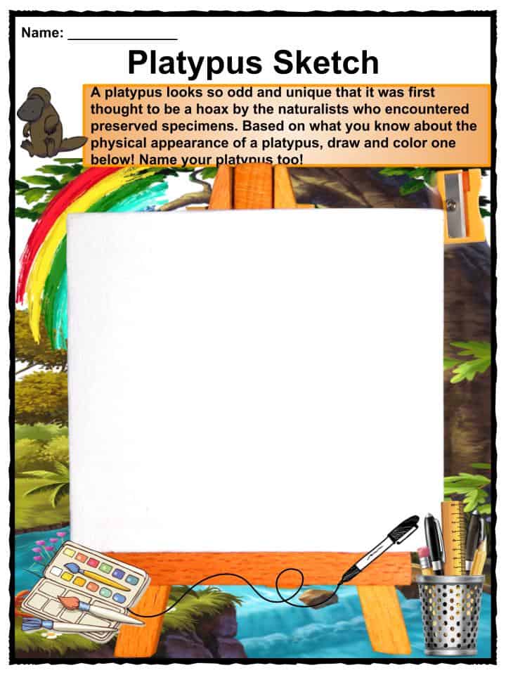 Platypus Worksheets & Facts for Kids | Features, Habitat, Diet