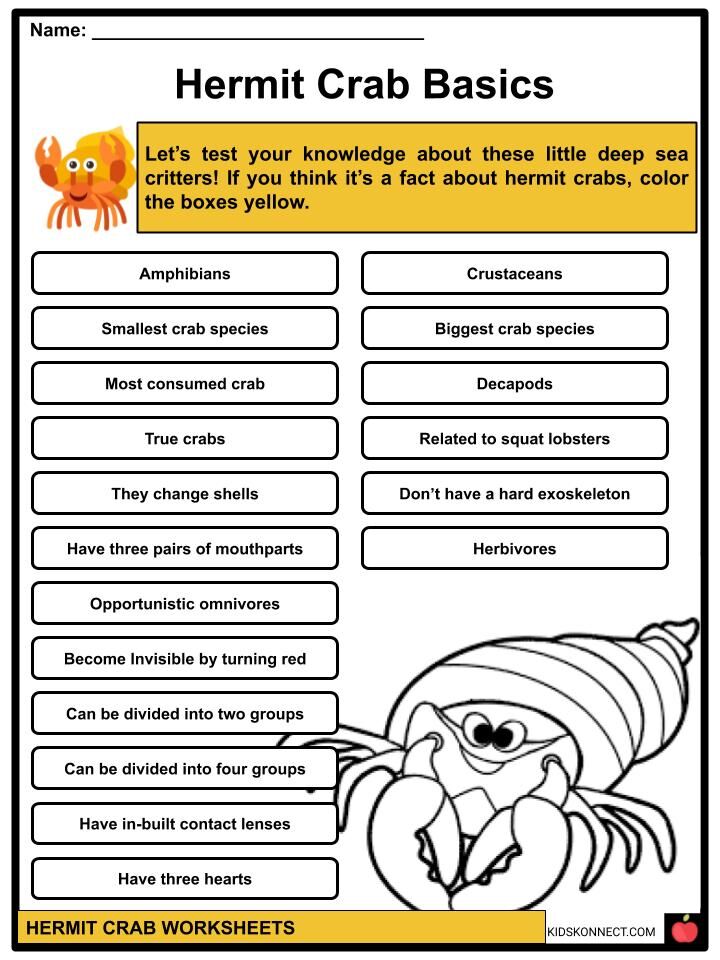 Hermit Crab Facts, Worksheets & Biological Description For Kids