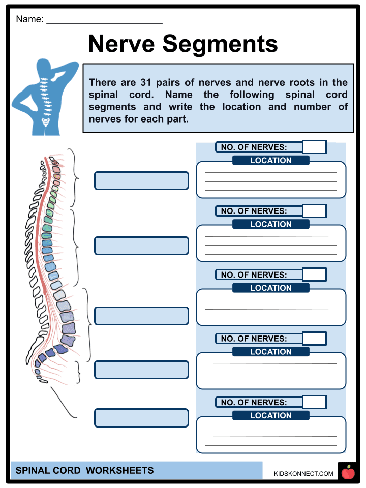 spinal nerves list