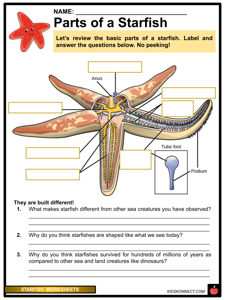 Starfish Worksheets & Facts | Types, Anatomy, Habitat, Diet
